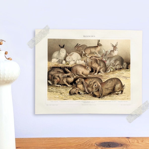 Rabbit Breeds - Etsy