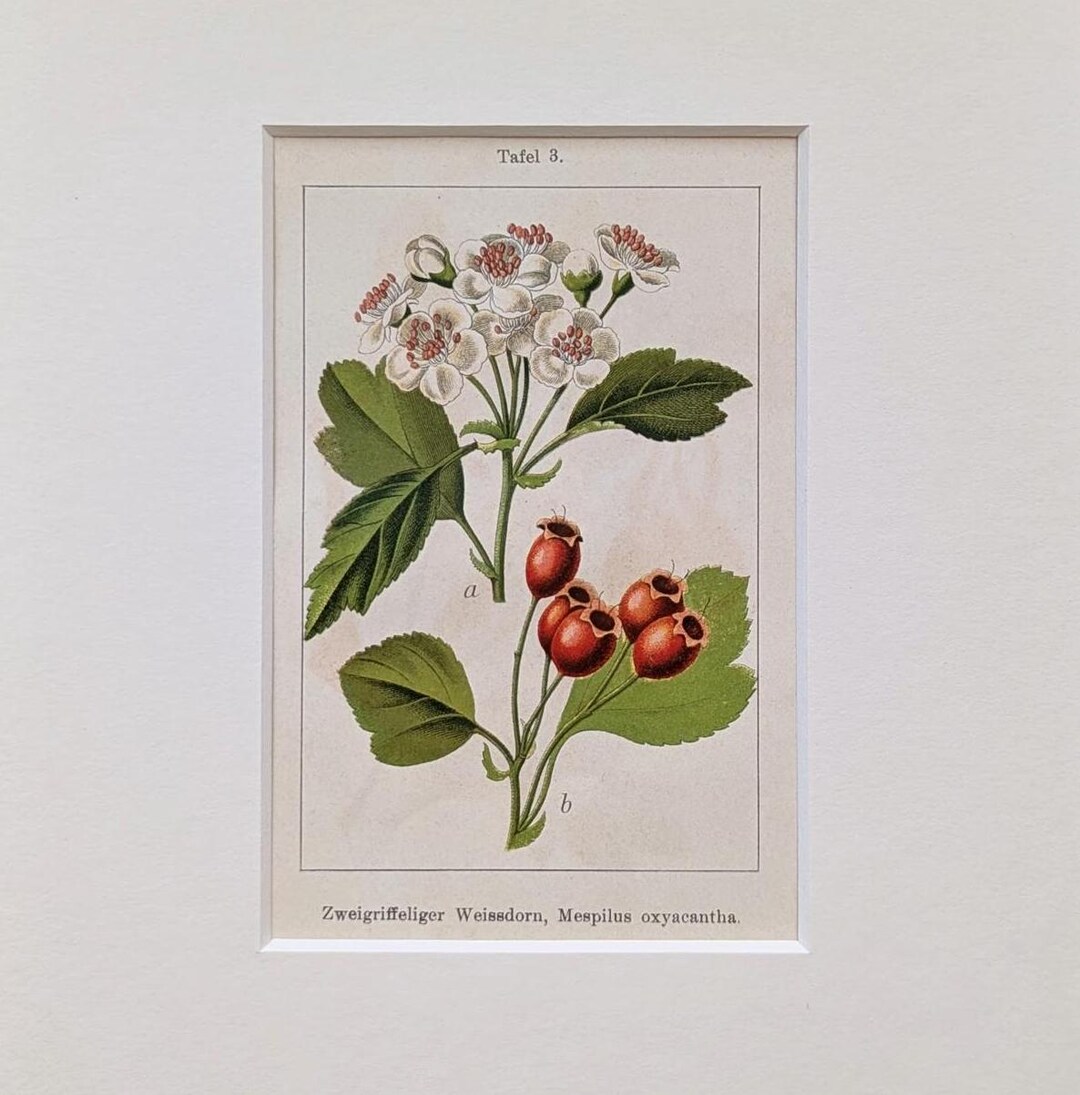 Hawthorn Vintage Plant Print From 1905 Medicinal Plant Old Lithograph ...
