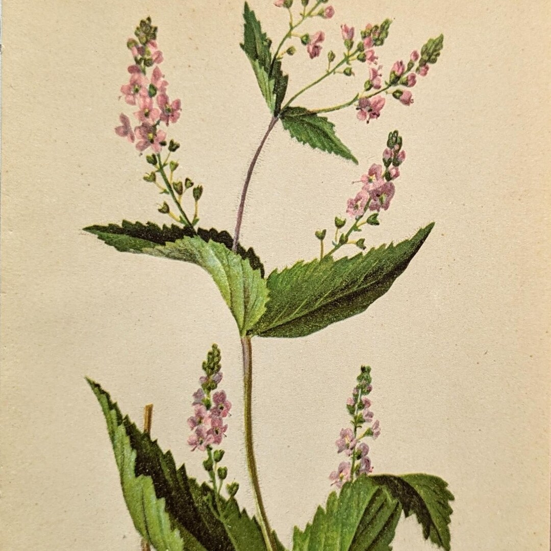 Speedwell Plants Print Old Lithograph Medicinal Plant Botanical ...