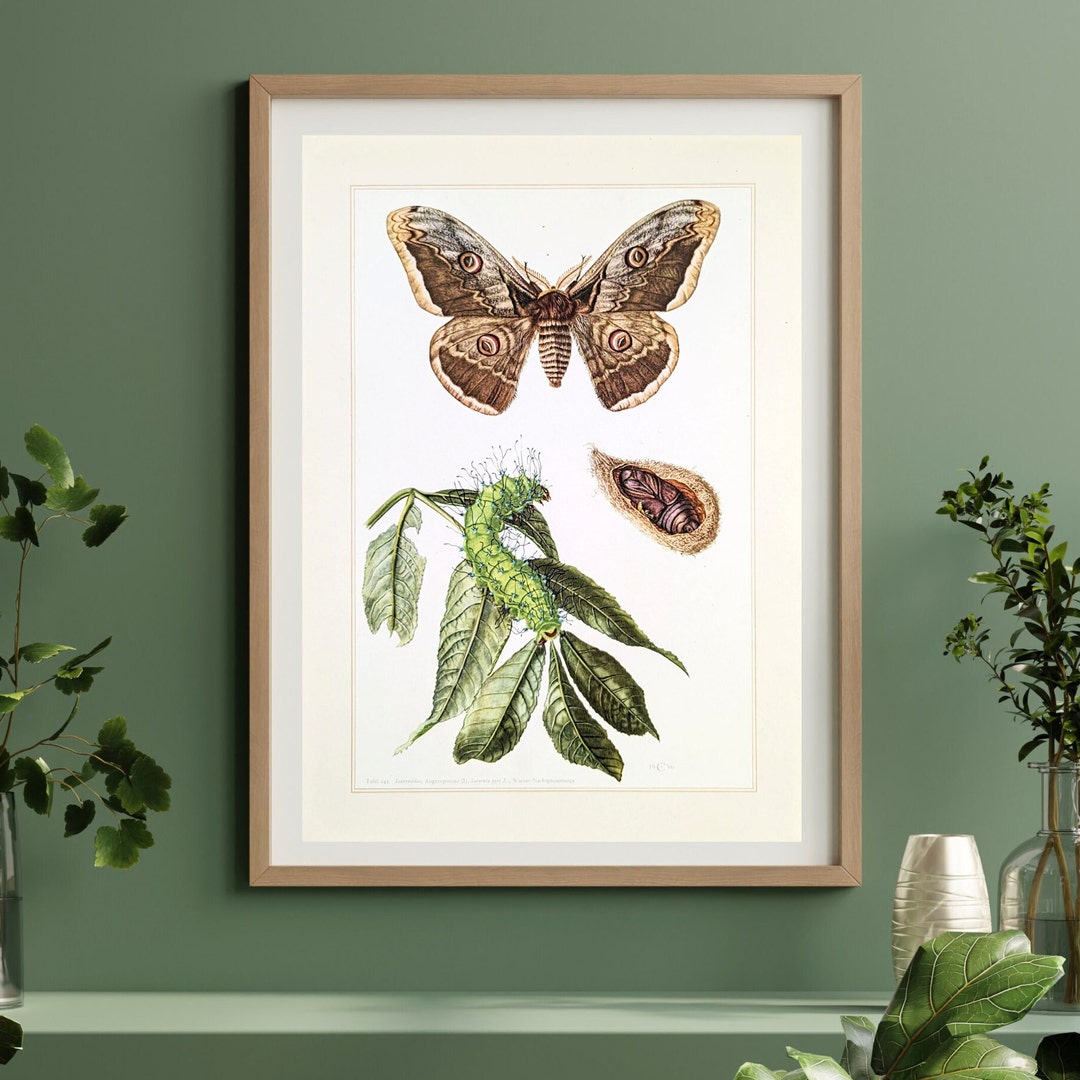 Peacock Moth Original Print From 1956 Vintage Poster Moth Old ...
