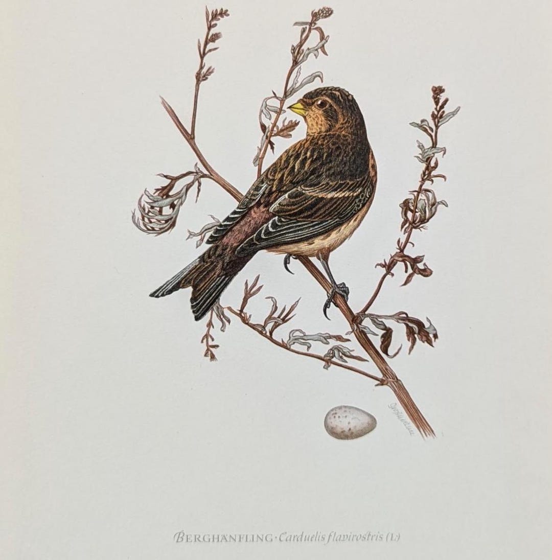 Tawny Linnet Vintage Bird Print Songbird Old Lithograph From 1952 Wild ...