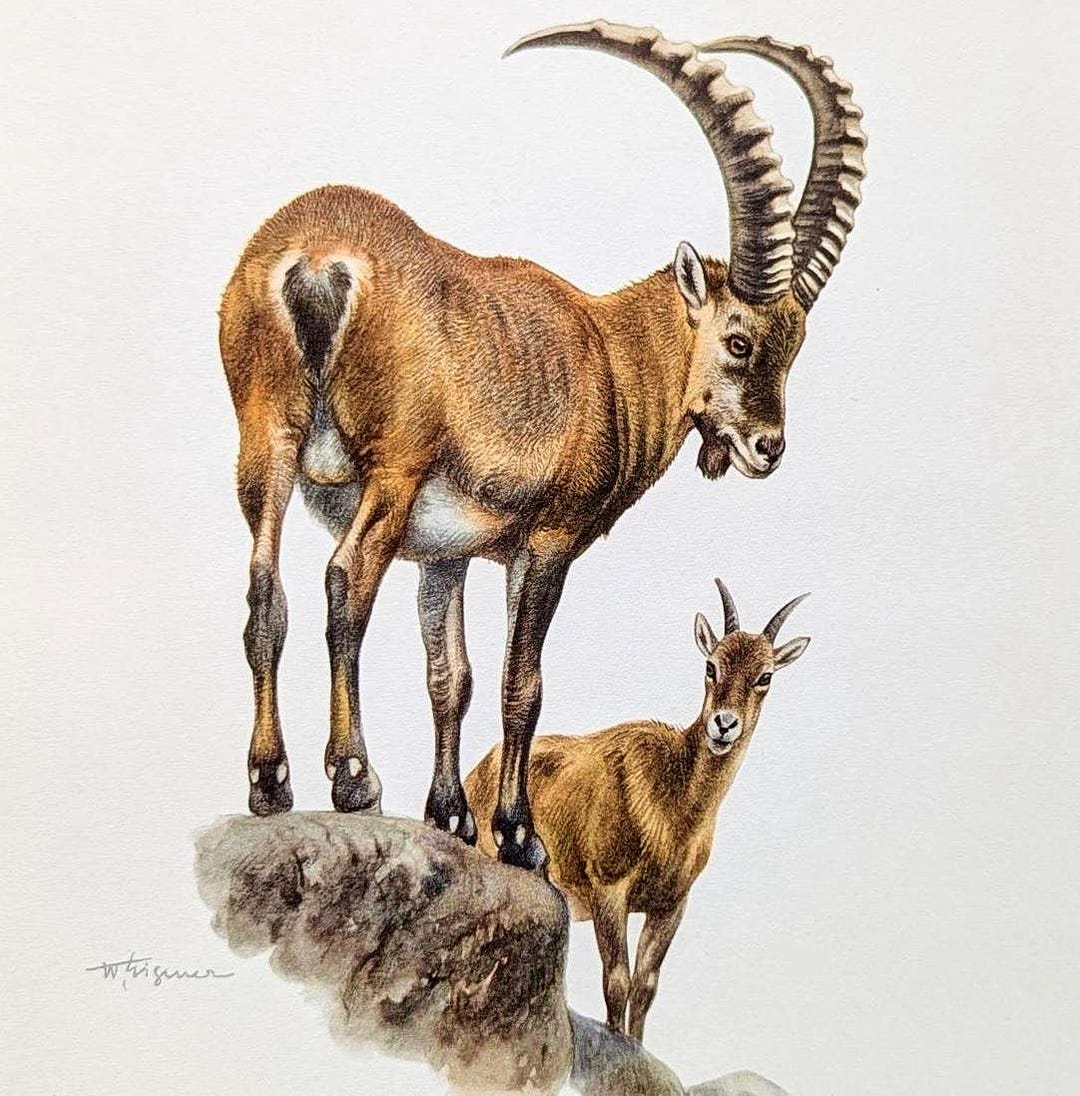Ibex Vintage Animal Print From 1960 Alpine Ibex Original Lithograph ...
