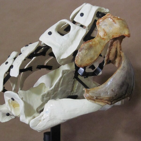 Alligator Skull - Etsy