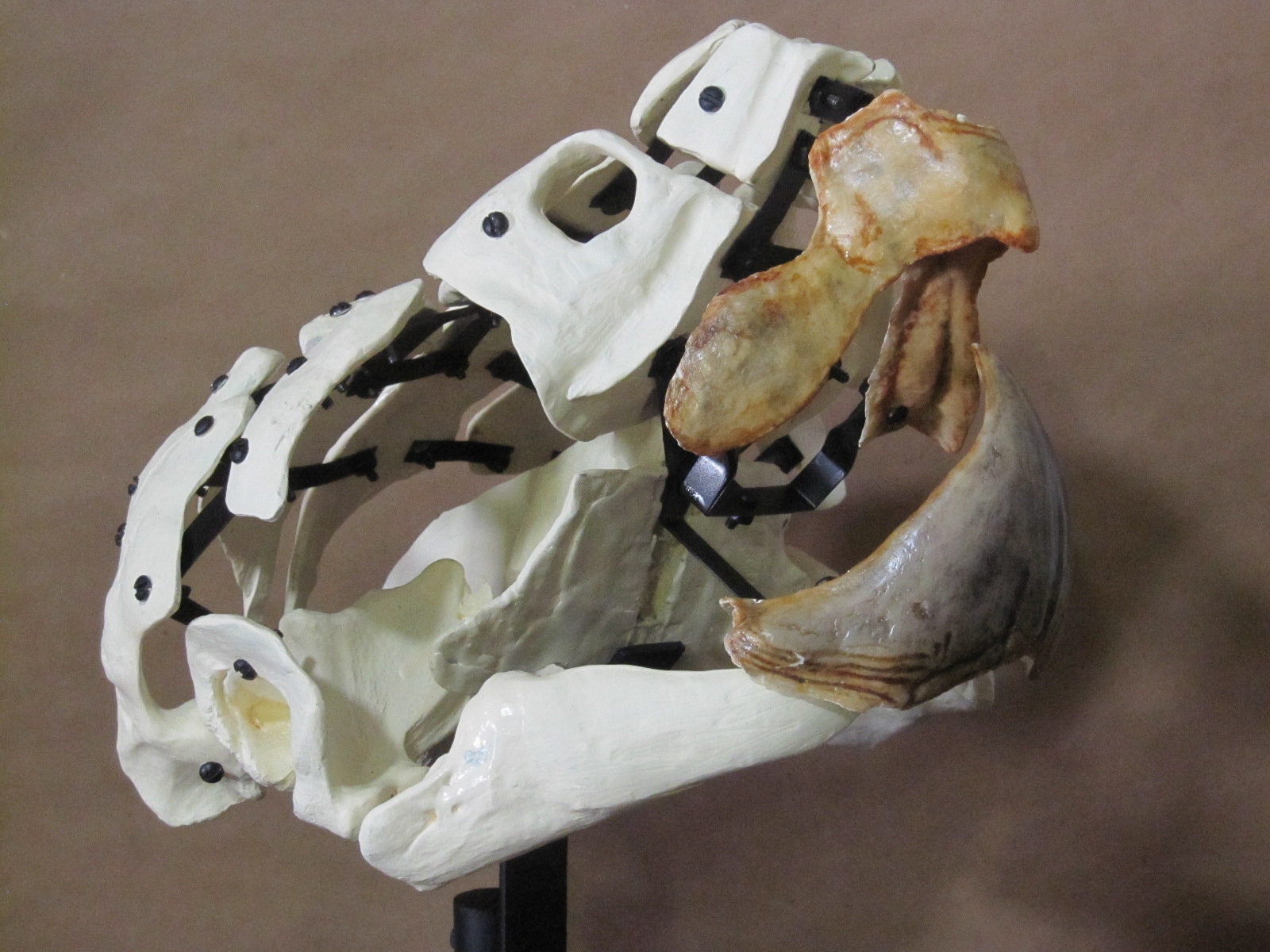 Alligator Snapping Turtle Exploded Replica Skull Display - Etsy