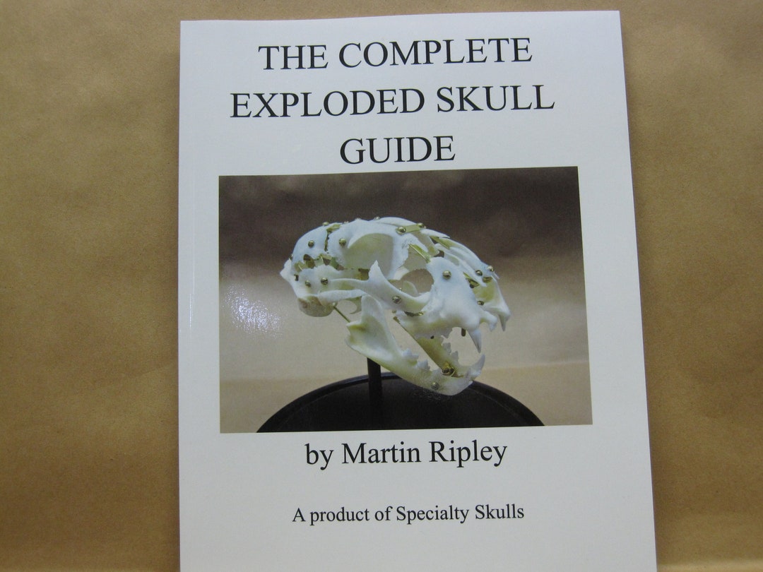 The Complete Exploded Skull Guide - Etsy
