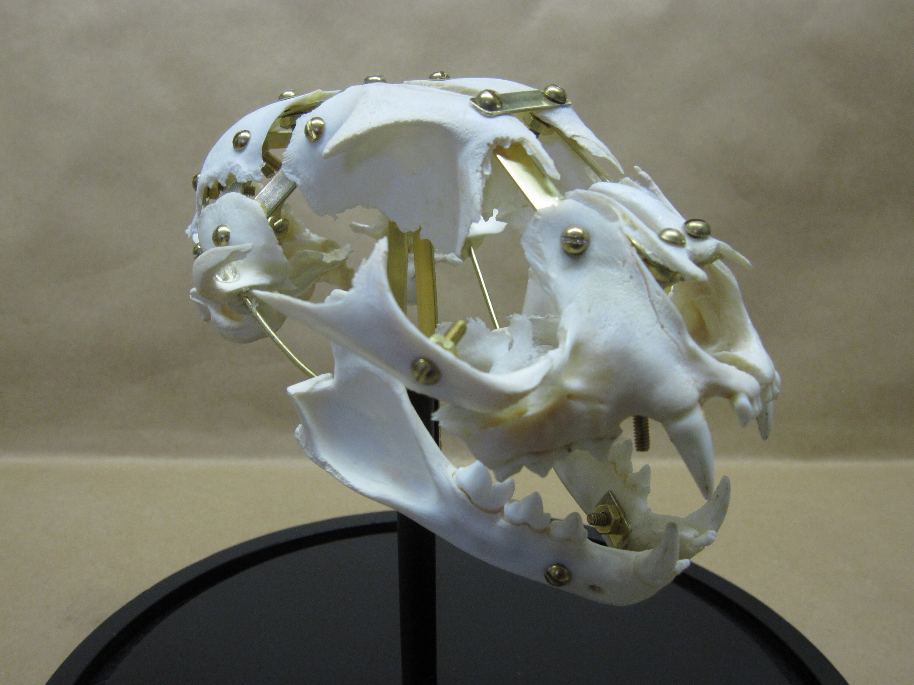 Bobcat Skull Mount