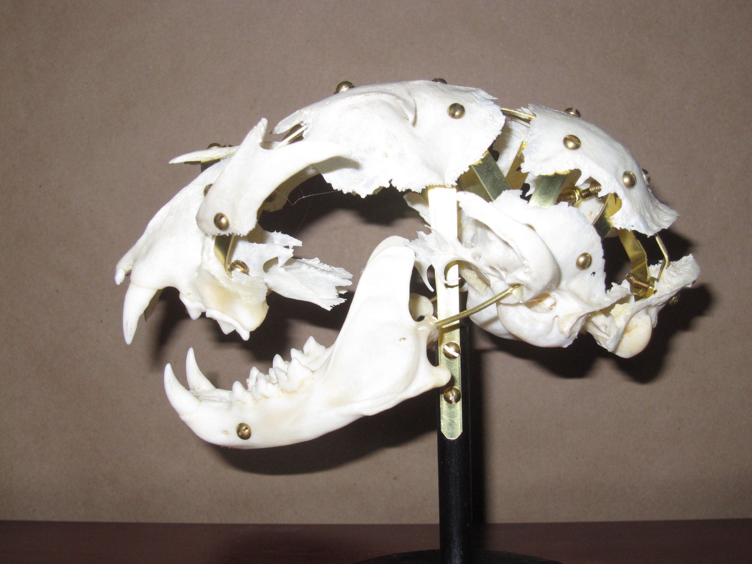 Real Bone Exploded Bobcat Skull - Etsy