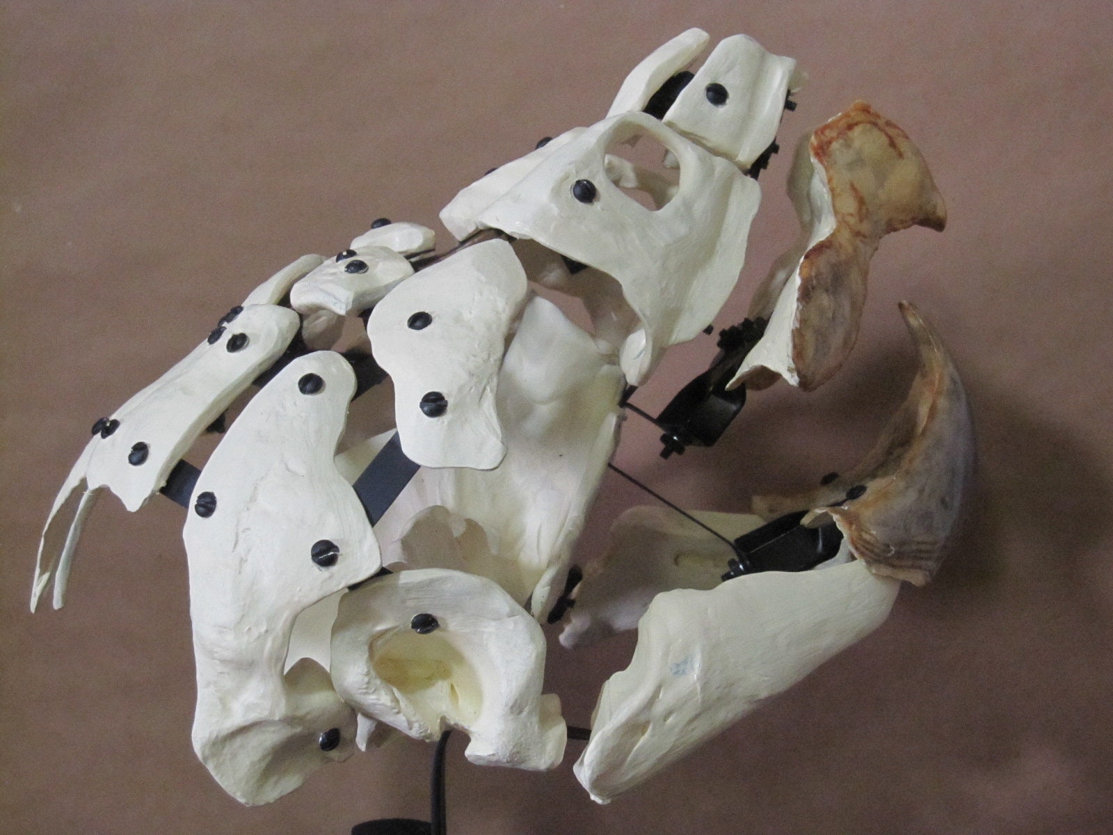 Alligator Snapping Turtle Exploded Replica Skull Display - Etsy