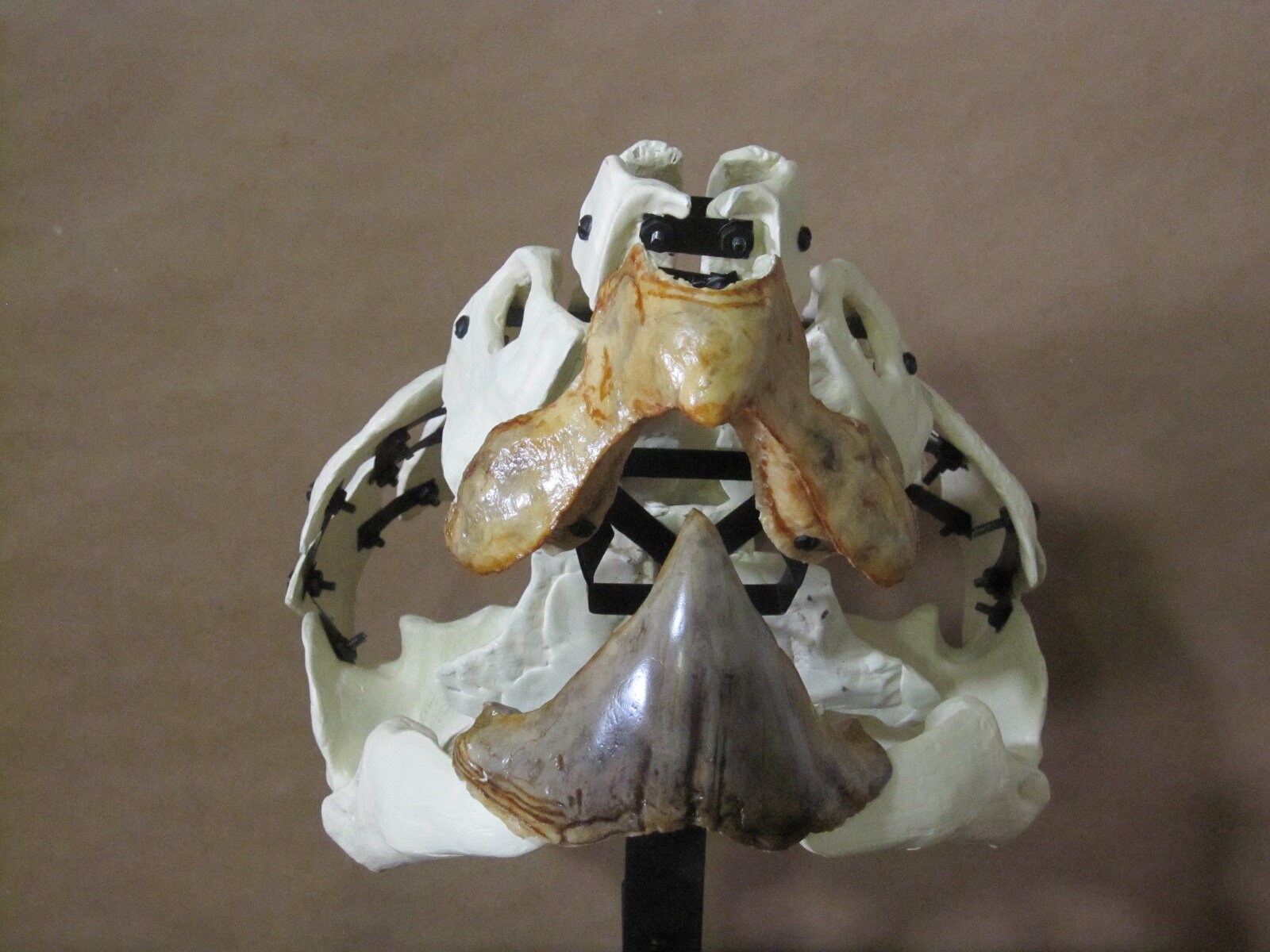 Alligator Snapping Turtle Exploded Replica Skull Display - Etsy