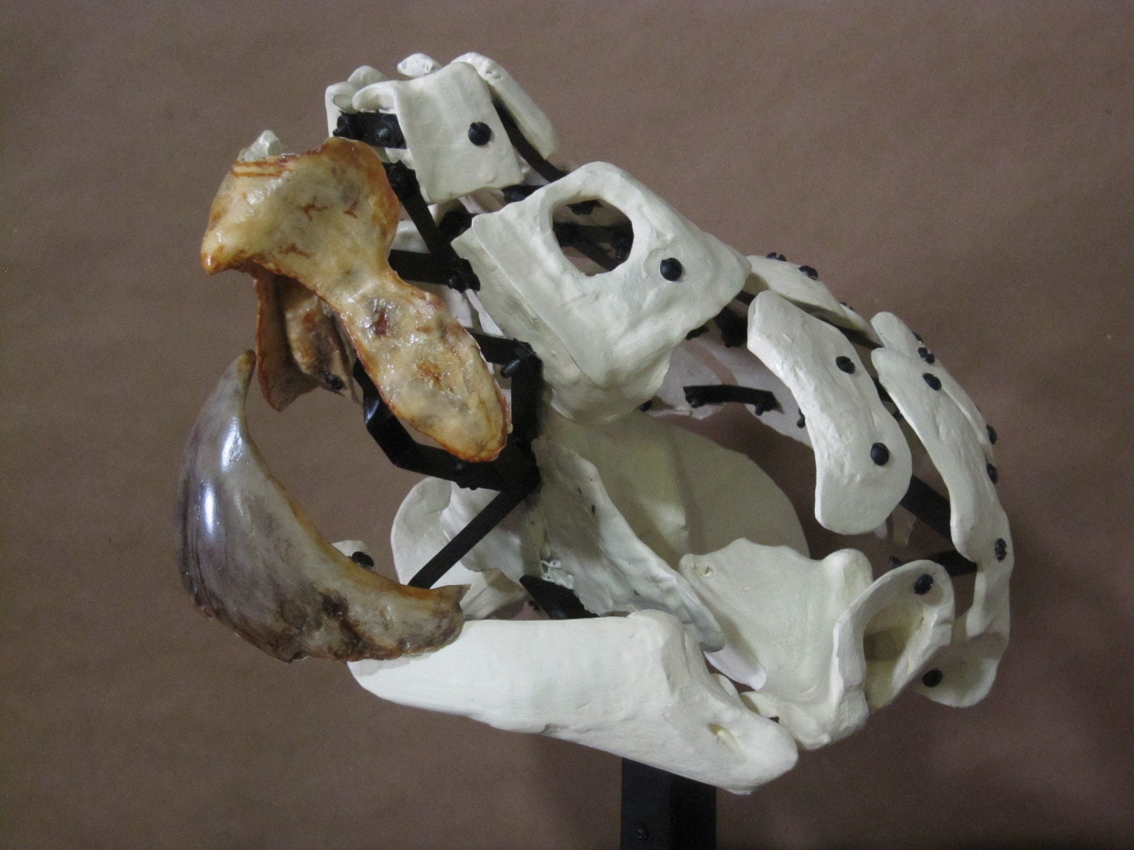 Alligator Snapping Turtle Exploded Replica Skull Display - Etsy