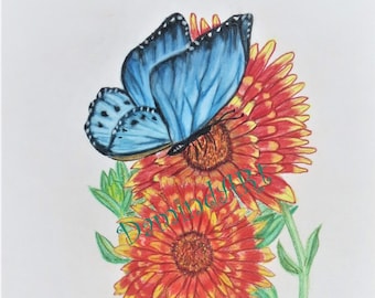 Blue Morpho Butterfly Drawing - Etsy