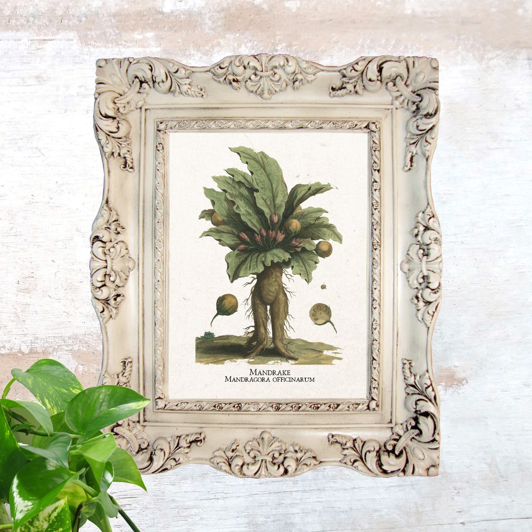 Mandrake Root Botanical Print Mandragora 5 X 7 or 8 X 10 UNFRAMED ...