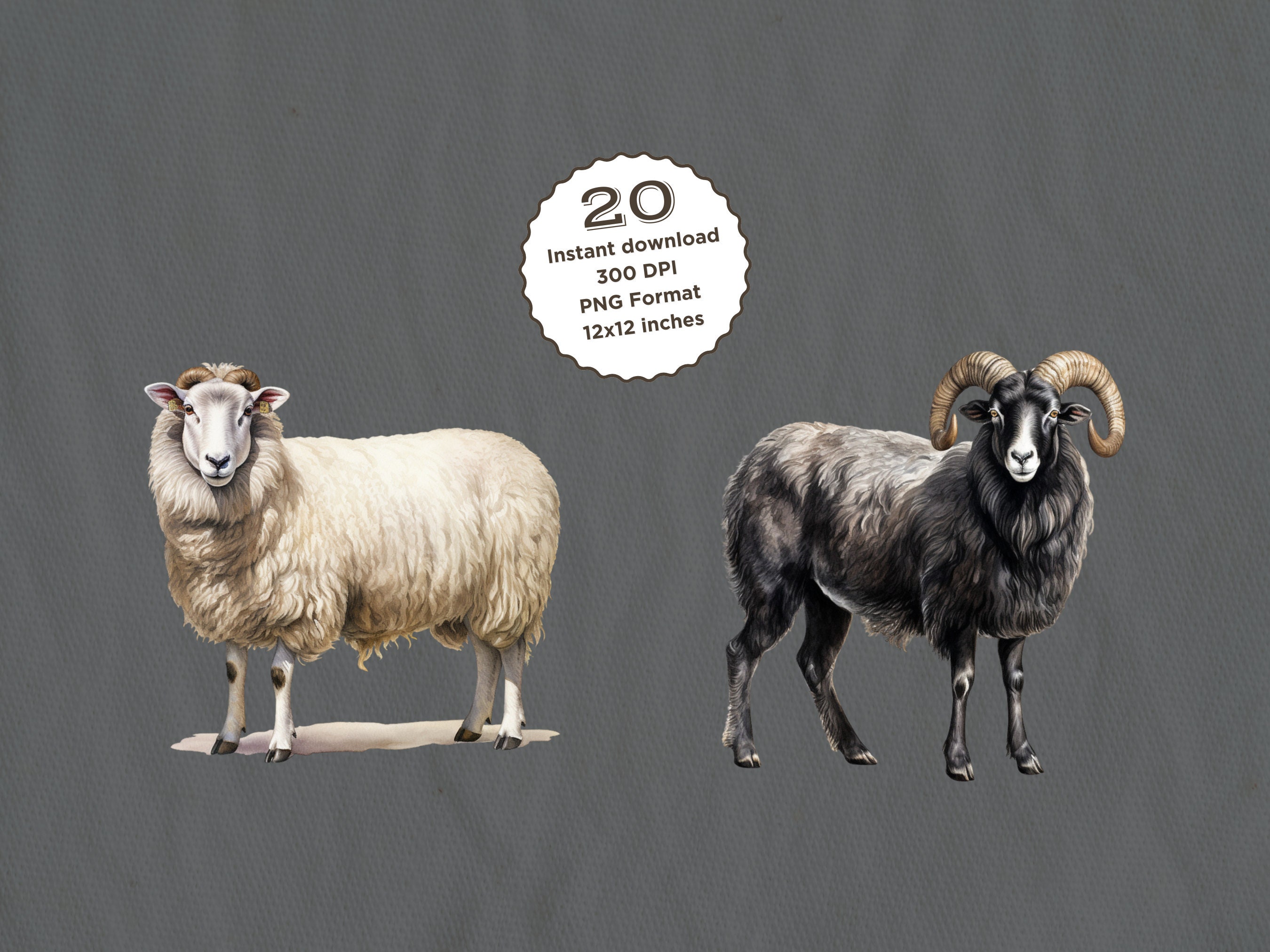 Watercolor Sheep Clipart - 20 PNG Files, 12x12 Inches, 300 DPI ...