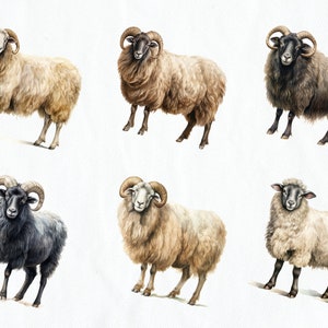 Watercolor Sheep Clipart - 20 PNG Files, 12x12 Inches, 300 DPI ...