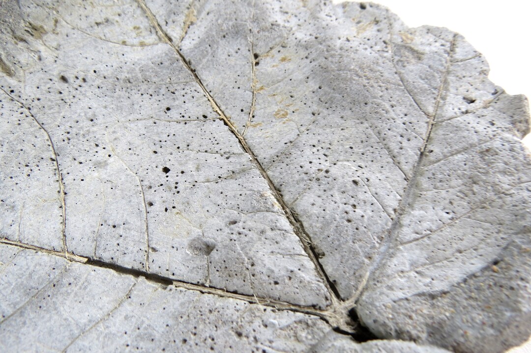 Malva Leaf Small Handmade Rustic Cement Gray Trinket Dish, Concrete ...