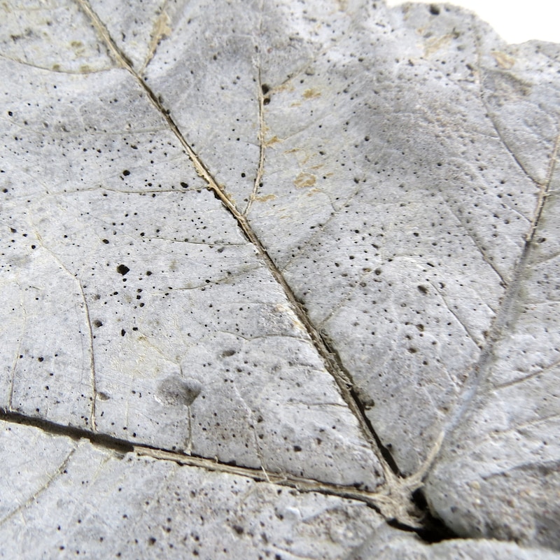 Concrete Leaf - Etsy