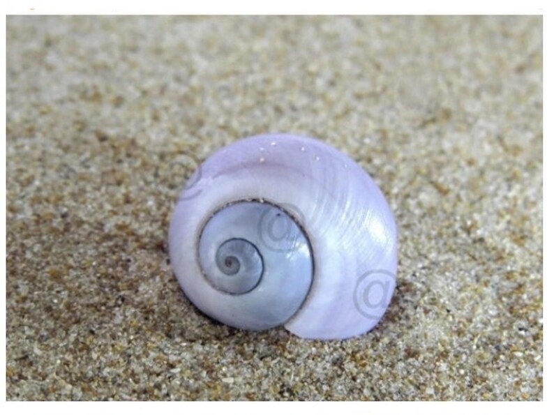 Purple Seashell on Sandy Beach Downloadable Printable - Etsy