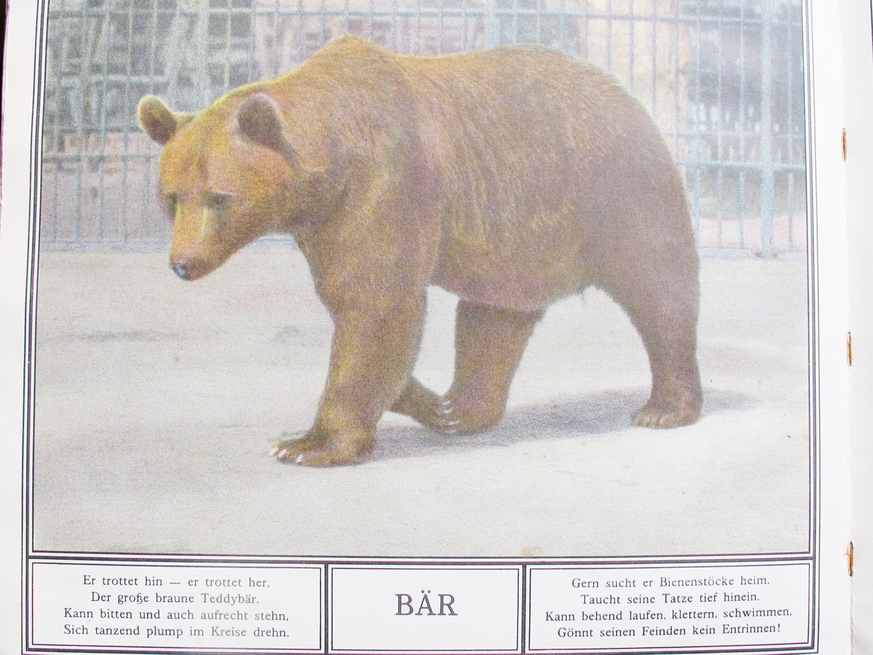 Large GERMAN CHILDREN Book Animals Rhymes Domestic Animals | Etsy