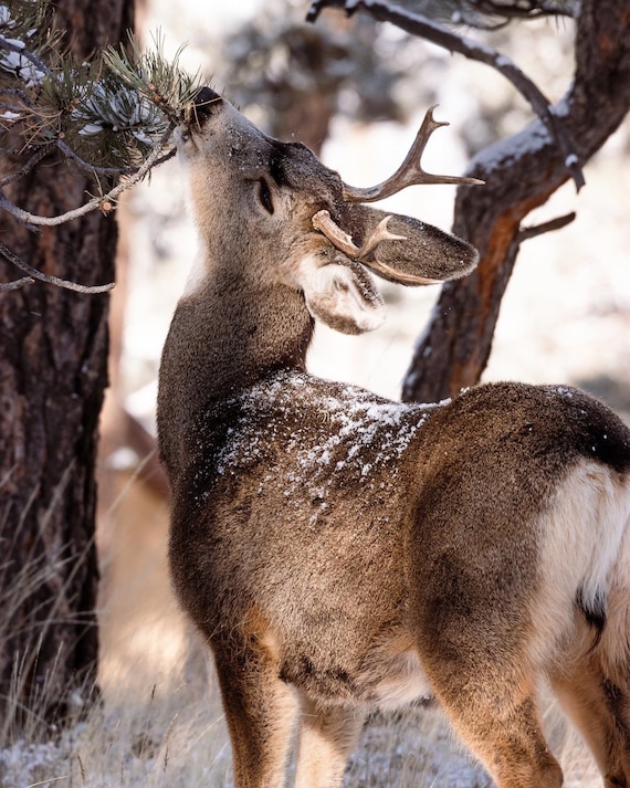 Photo Deer In Snowy Pines