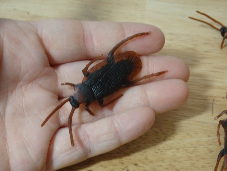 Realistic Fake Cockroaches 3 roach Found Object - Etsy