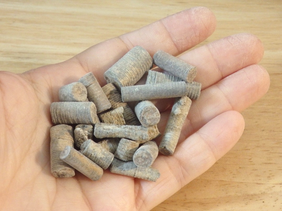Crinoid Fossil Stems, 0.25" to 1.5" (science Gemstone Crystal ...