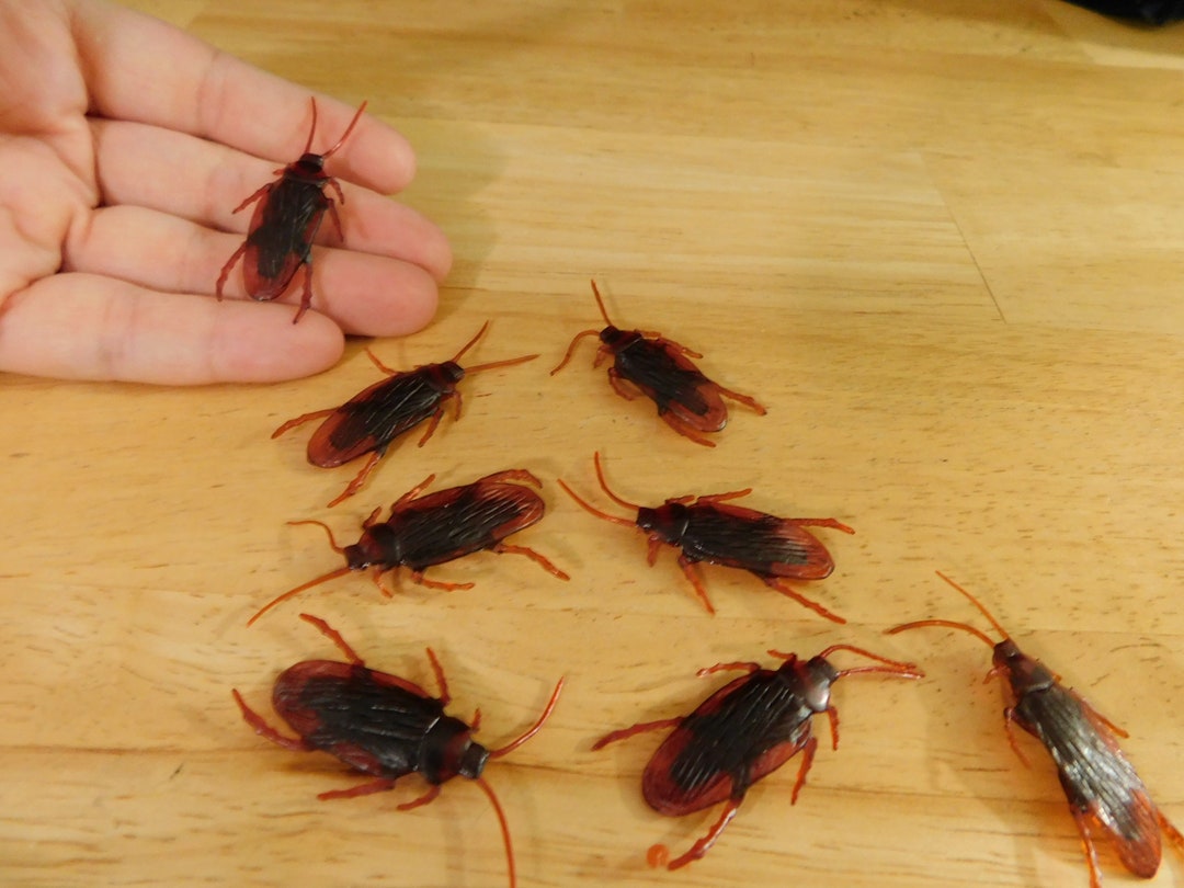 Small Realistic Fake Cockroaches, 1.75" (roach Imitation Halloween ...