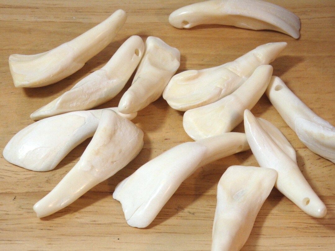 XL Water Buffalo Teeth Beads/pendants B-C Grade Real Bone 2" to 2.5 ...
