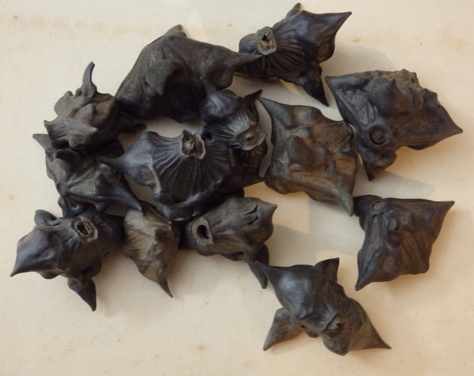 Water Caltrop Chestnut, Bat Nut, Devil Pod Seed Pods (magic Plant Charm ...