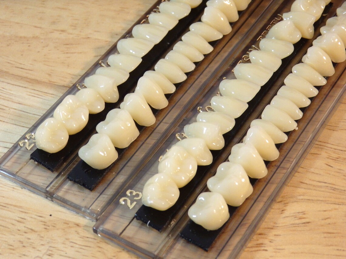 Full Set Realistic Resin Human Teeth imitation Bone Skeleton - Etsy