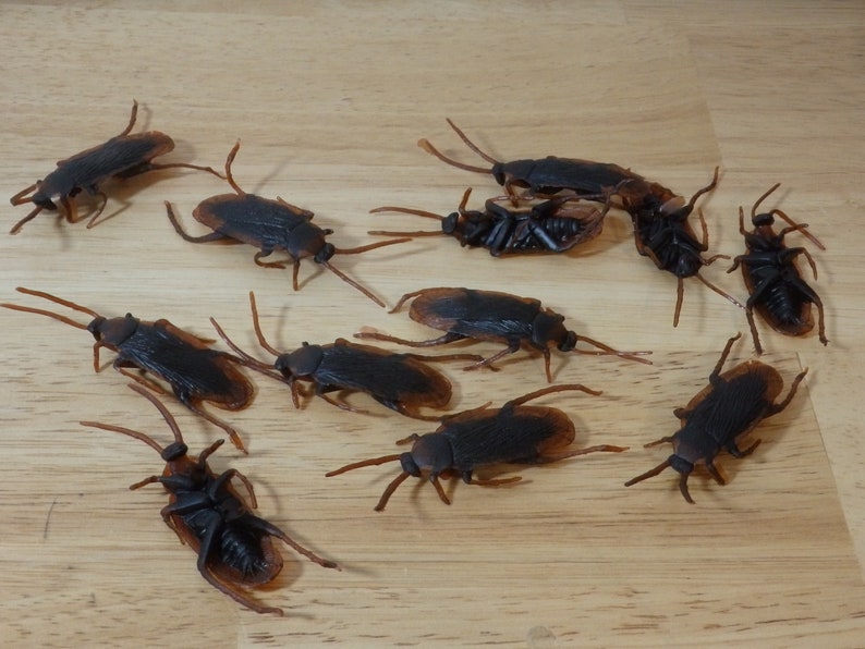Realistic Fake Cockroaches 3 roach found object | Etsy