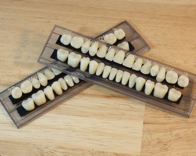 Halloween Horror Prop Life Size Realistic Resin Full Mouth Set of Teeth ...