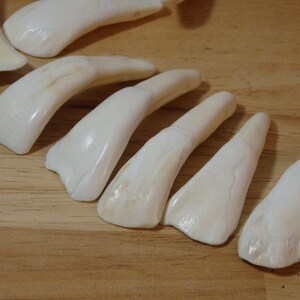 XL Water Buffalo Teeth Beads/pendants B-C Grade Real Bone 2" to 2.5 ...