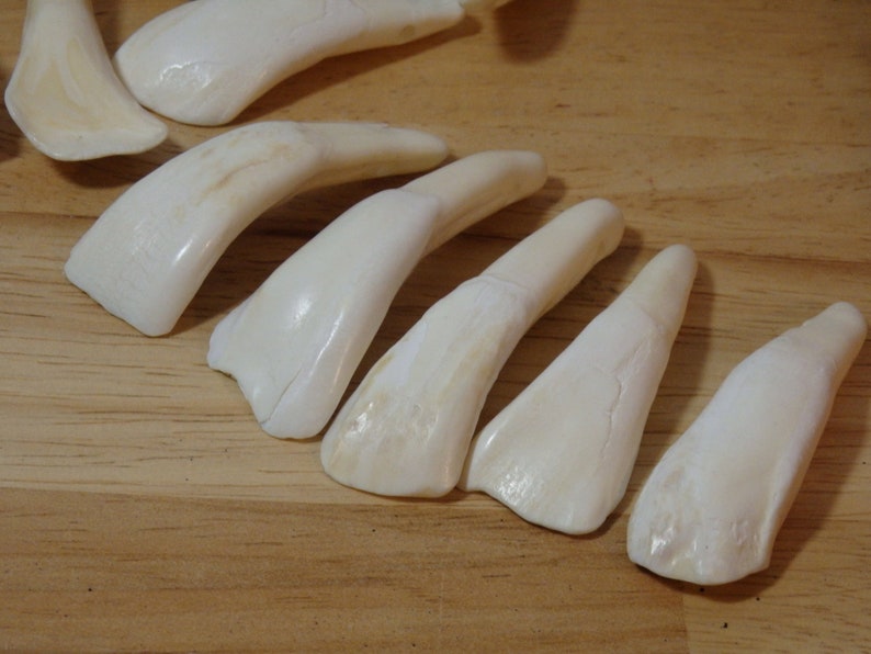 XL Water Buffalo Teeth Beads/pendants B-C Grade Real Bone 2" to 2.5 ...