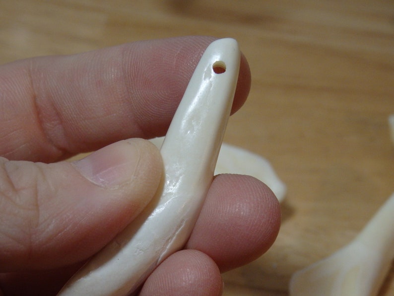 XL Water Buffalo Teeth Beads/pendants B-C Grade Real Bone 2" to 2.5 ...