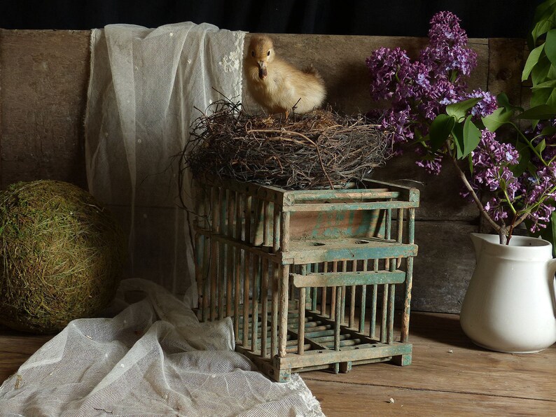 Antique French Rustic Wood Bird Cage. Chickens Cage. Chippy - Etsy