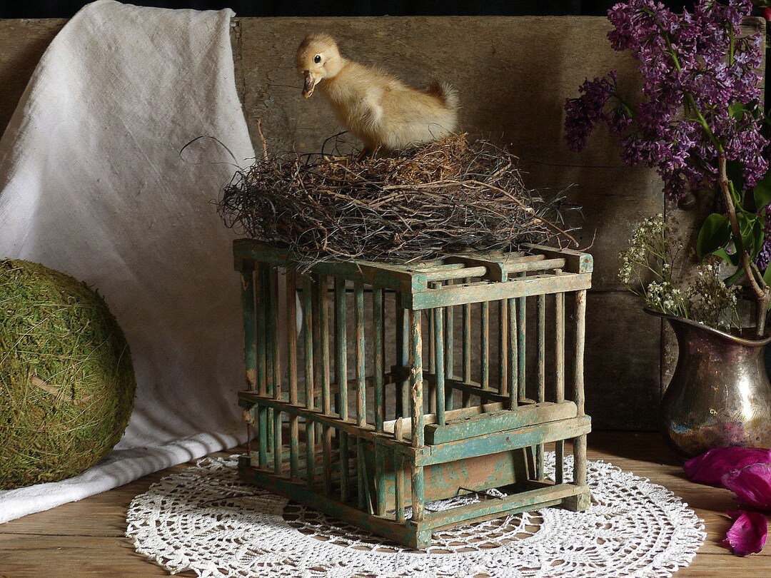 Antique French Rustic Wood Bird Cage. Chickens Cage. Chippy Green Paint ...