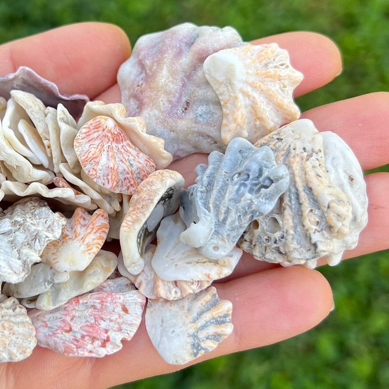 Cats Paw Shell - Etsy