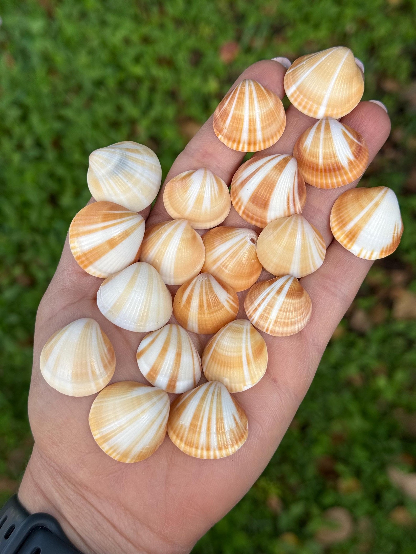 30 Sunburst Seashells: Florida Beach Clam Shells, Craft Supply Sizes 3/ ...