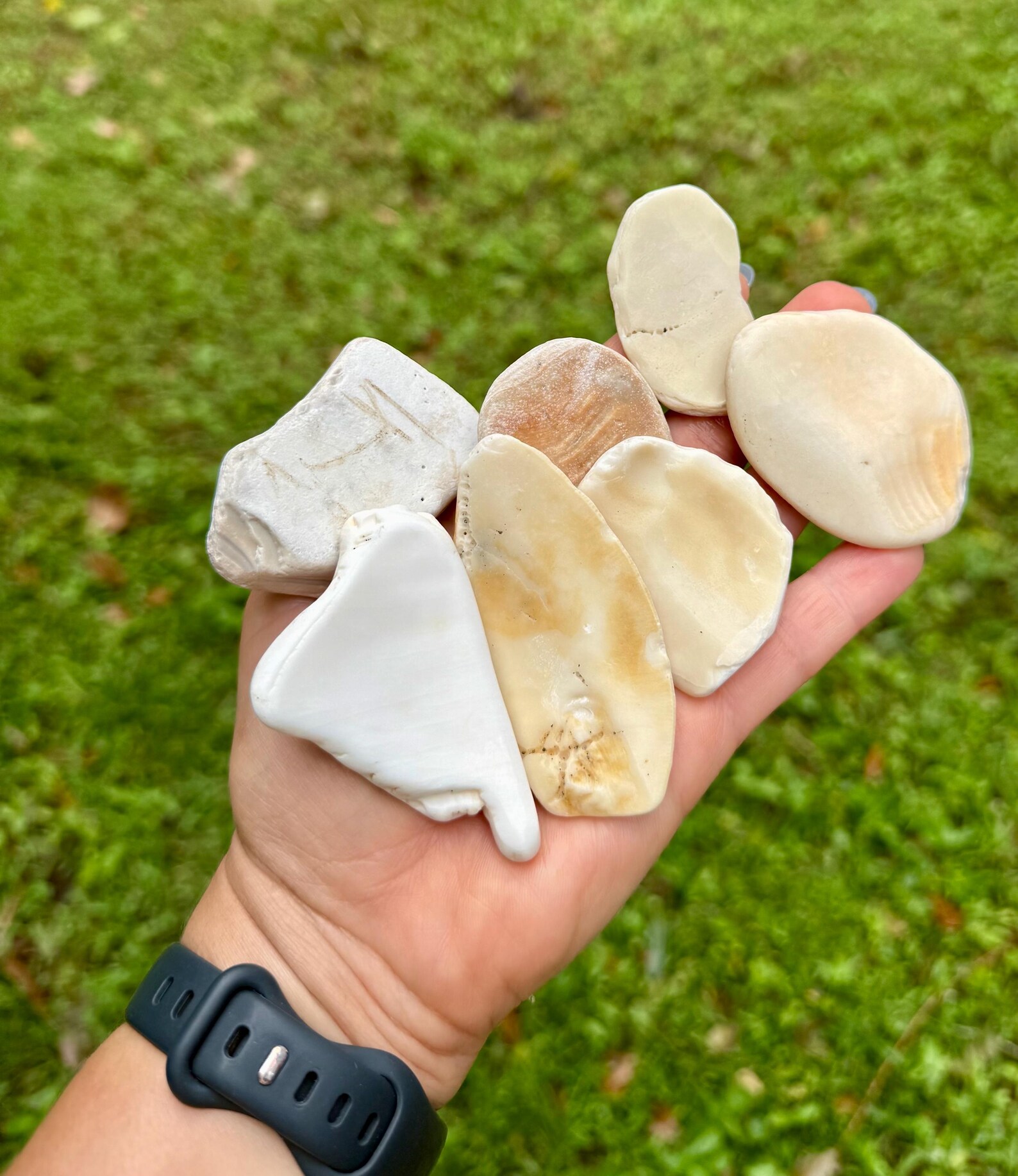 14 Tumbled Seashell Fragments, Natural Seashell Tiles. Cream Color ...