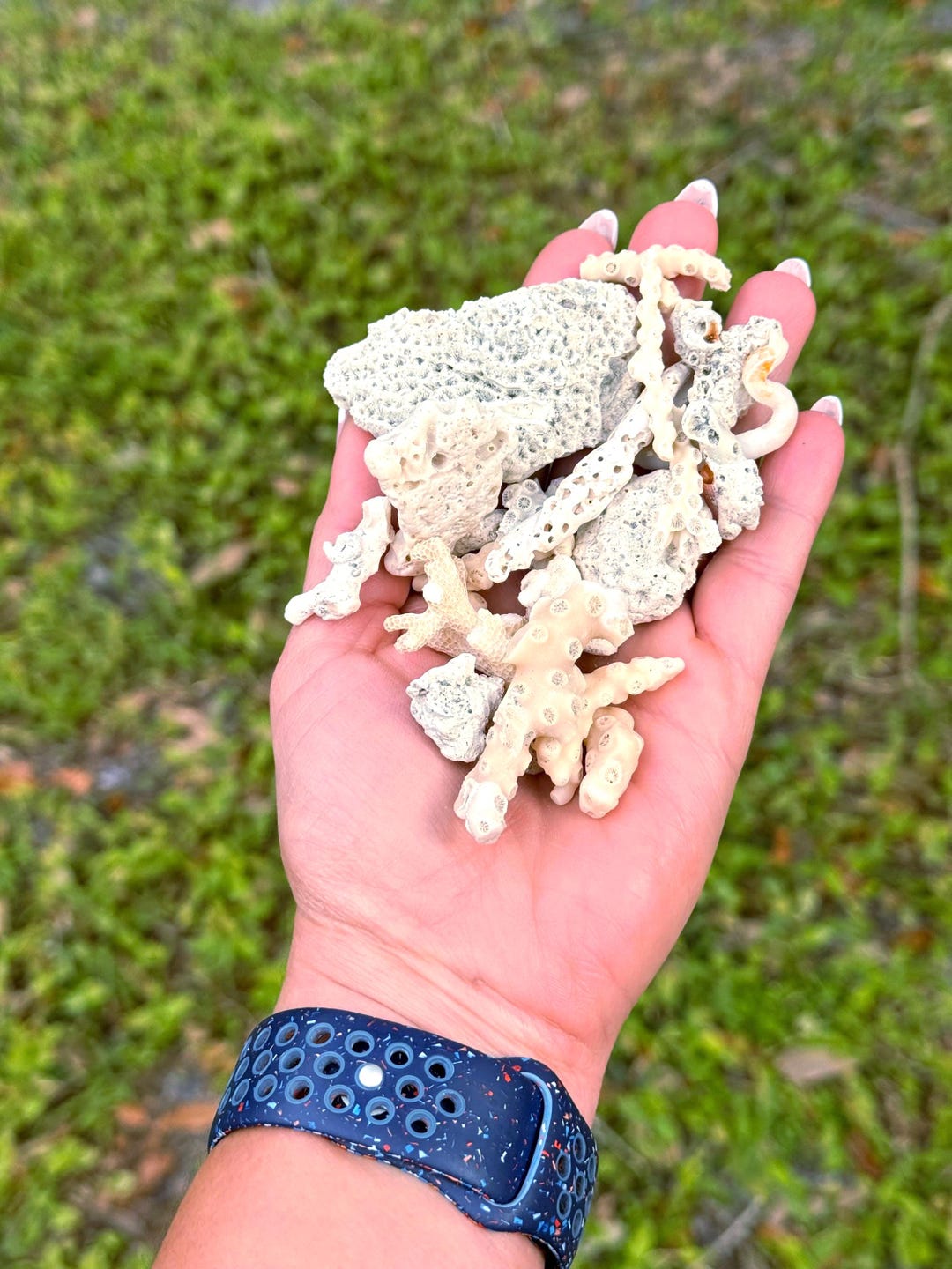 Florida Coral Pieces, Assorted Sizes and Shape, Real Coral Fragments 40 ...