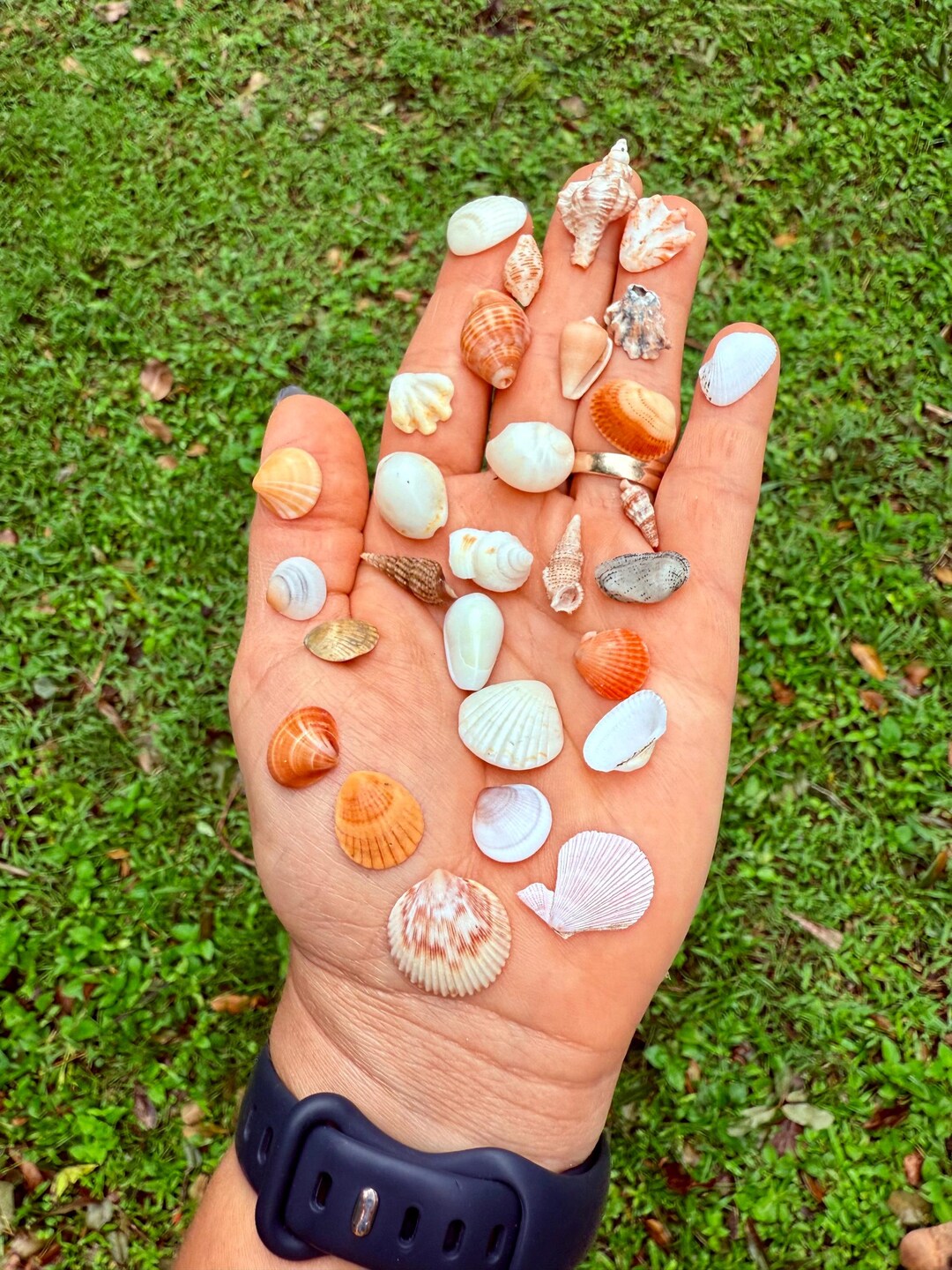 28 Tiny Sea Shells With Mixed Colors and Shapes, Beautiful Seashells ...