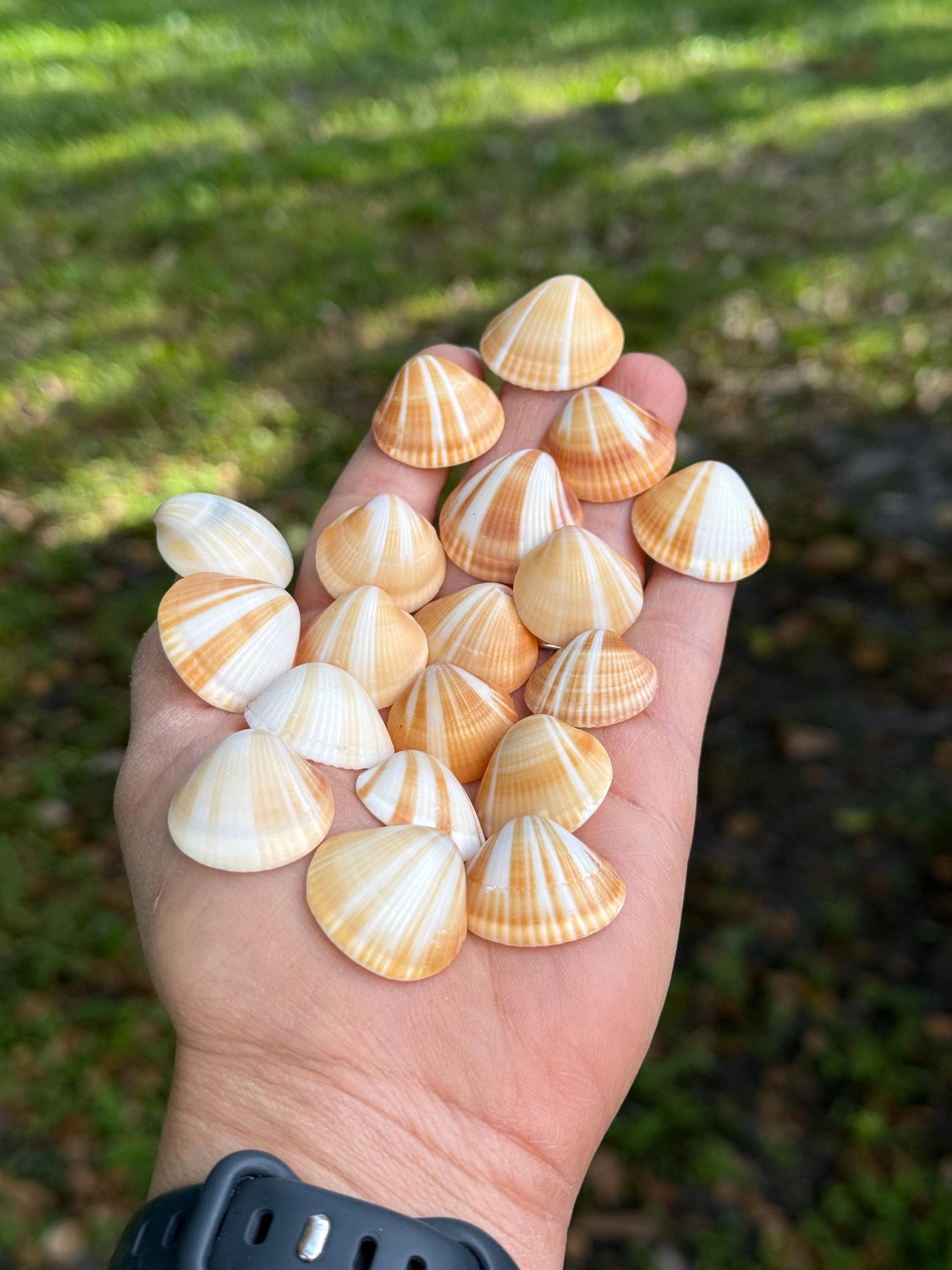 30 Sunburst Seashells: Florida Beach Clam Shells, Craft Supply Sizes 3/ ...