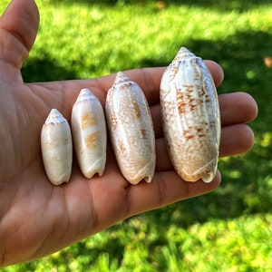 Charming Lettered Olive Shells From Florida Beaches. Oliva Sayana ...