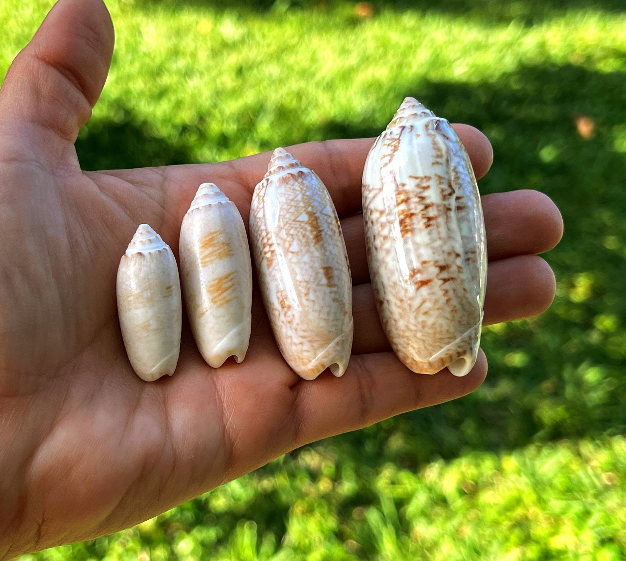 Charming Lettered Olive Shells From Florida Beaches. Oliva Sayana ...