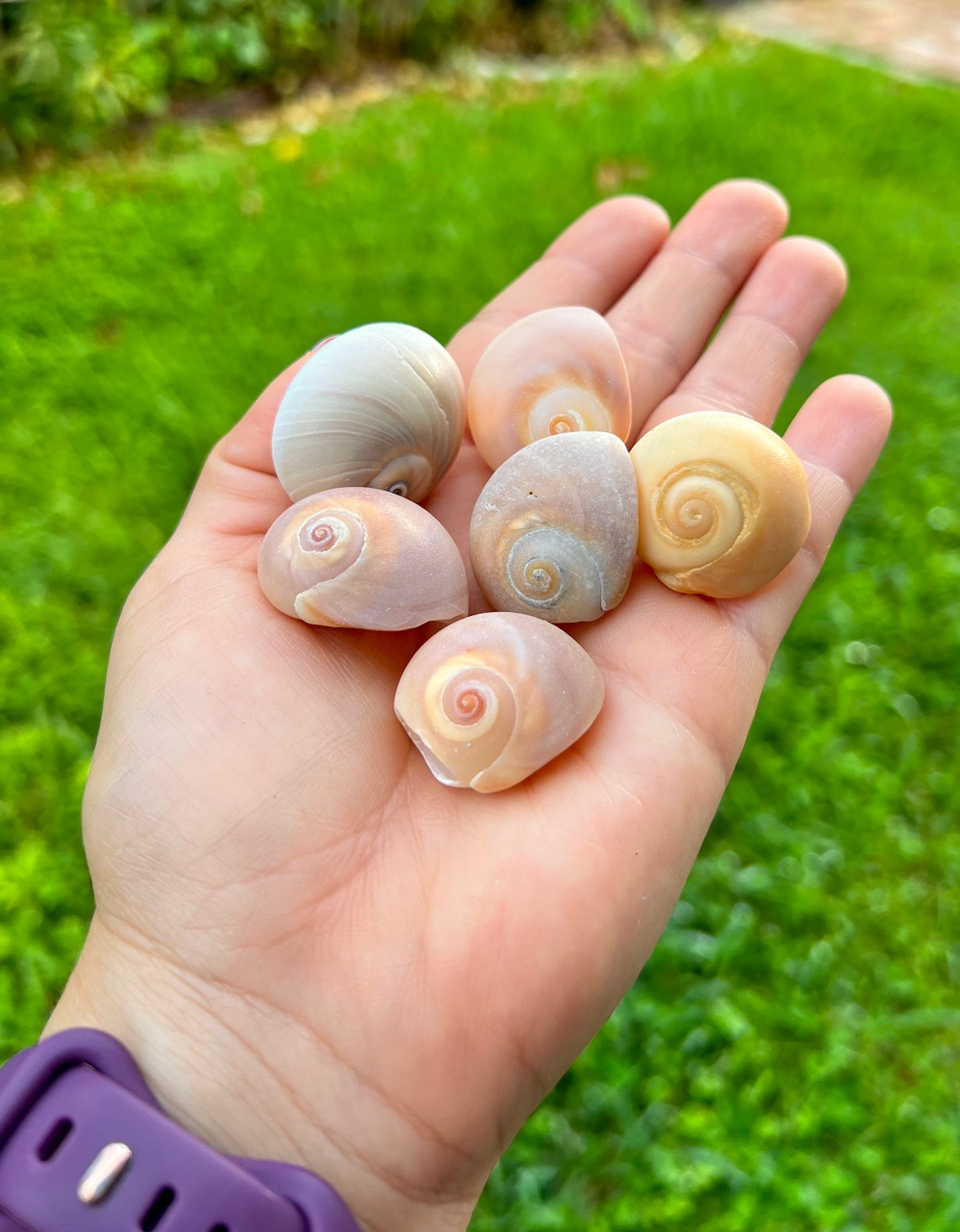 Beautiful Small Shark Eye Shells From Florida Beaches. 2, 3, or 6 Packs ...