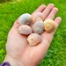 Beautiful Small Shark Eye Shells From Florida Beaches. 2, 3, or 6 Packs ...