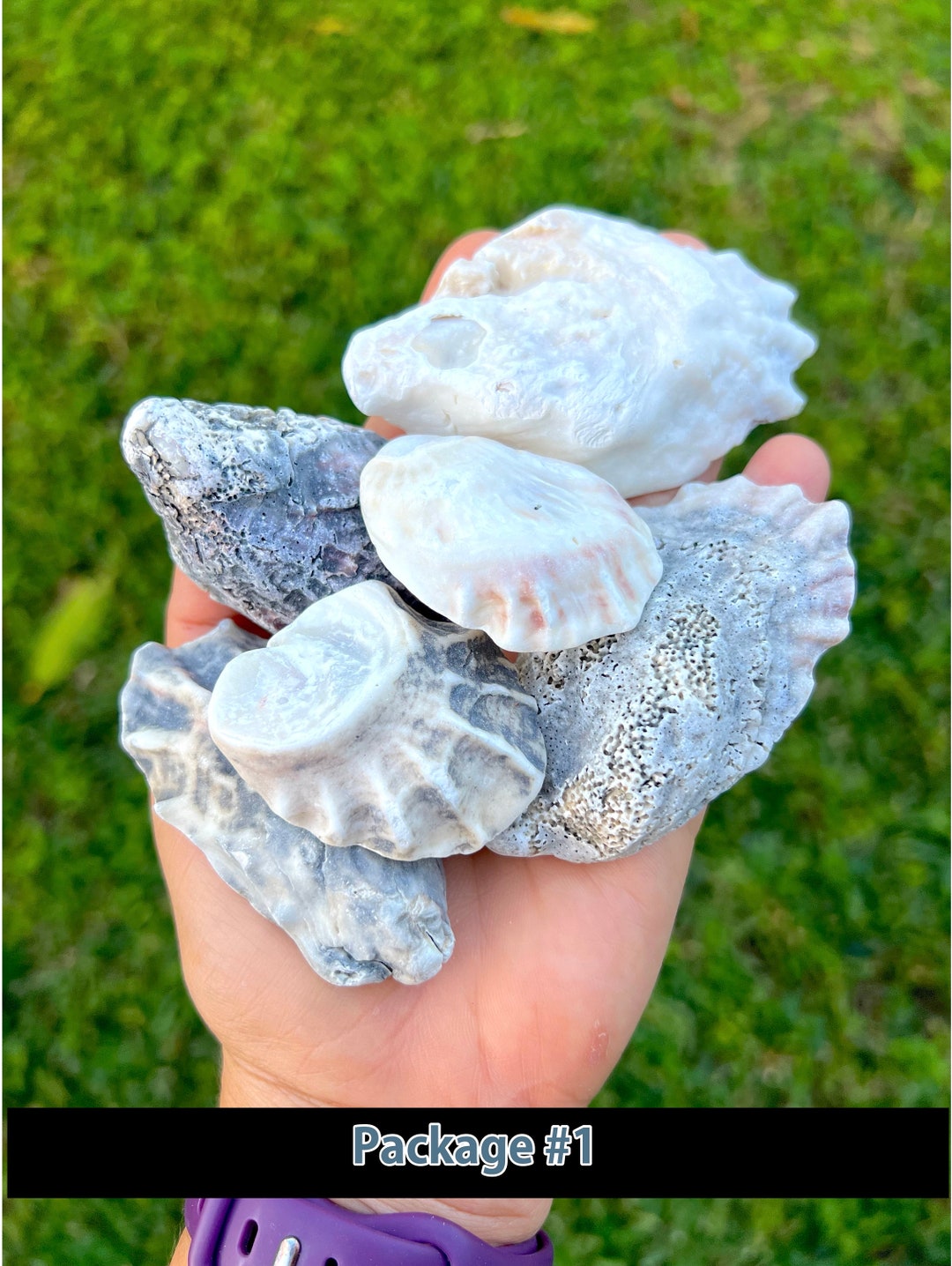 Oyster Shells From Florida Beaches. Oyster Seashells. Packages of 6, 7 ...