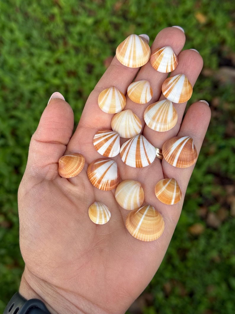 15 Rare Sunburst Shell, Sunray Bittersweet Clam Sea Shells From Florida ...