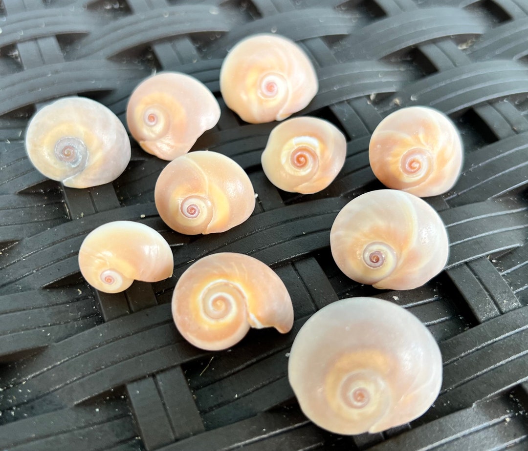 Beautiful Shark Eye Shells Are Extra Small From Florida Beaches. 5 or ...