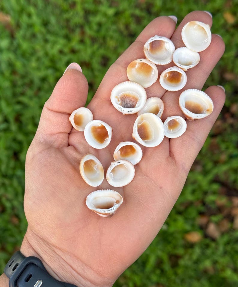 15 Small Sunburst Shells, Gorgeous Spectral Bittersweet Seashells From ...